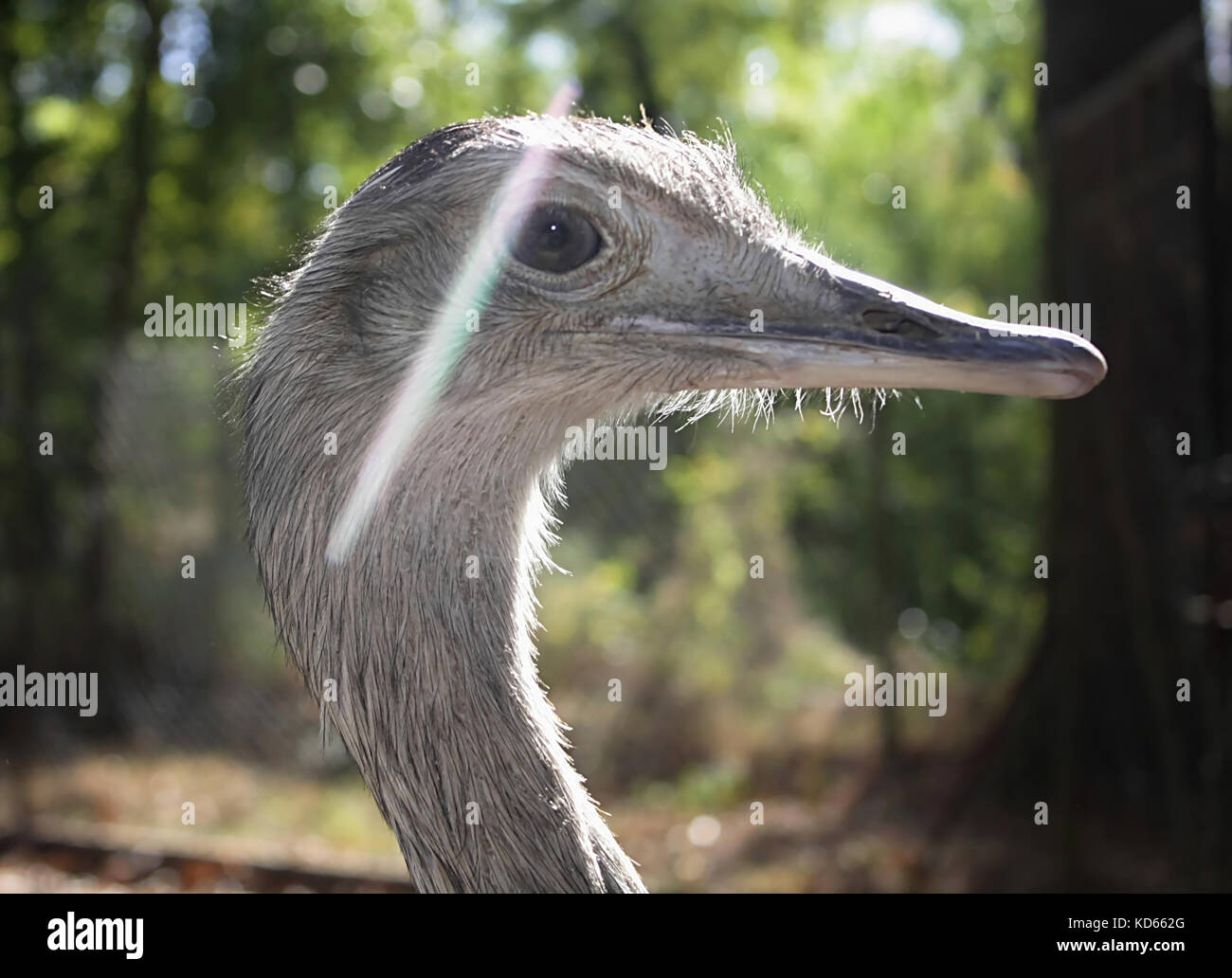 Ostrich wings hi-res stock photography and images - Alamy