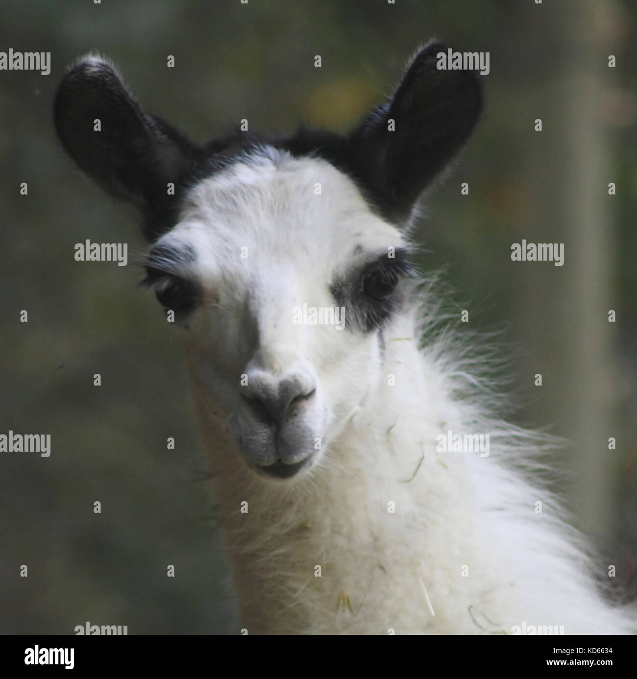 Docile animals hi-res stock photography and images - Alamy