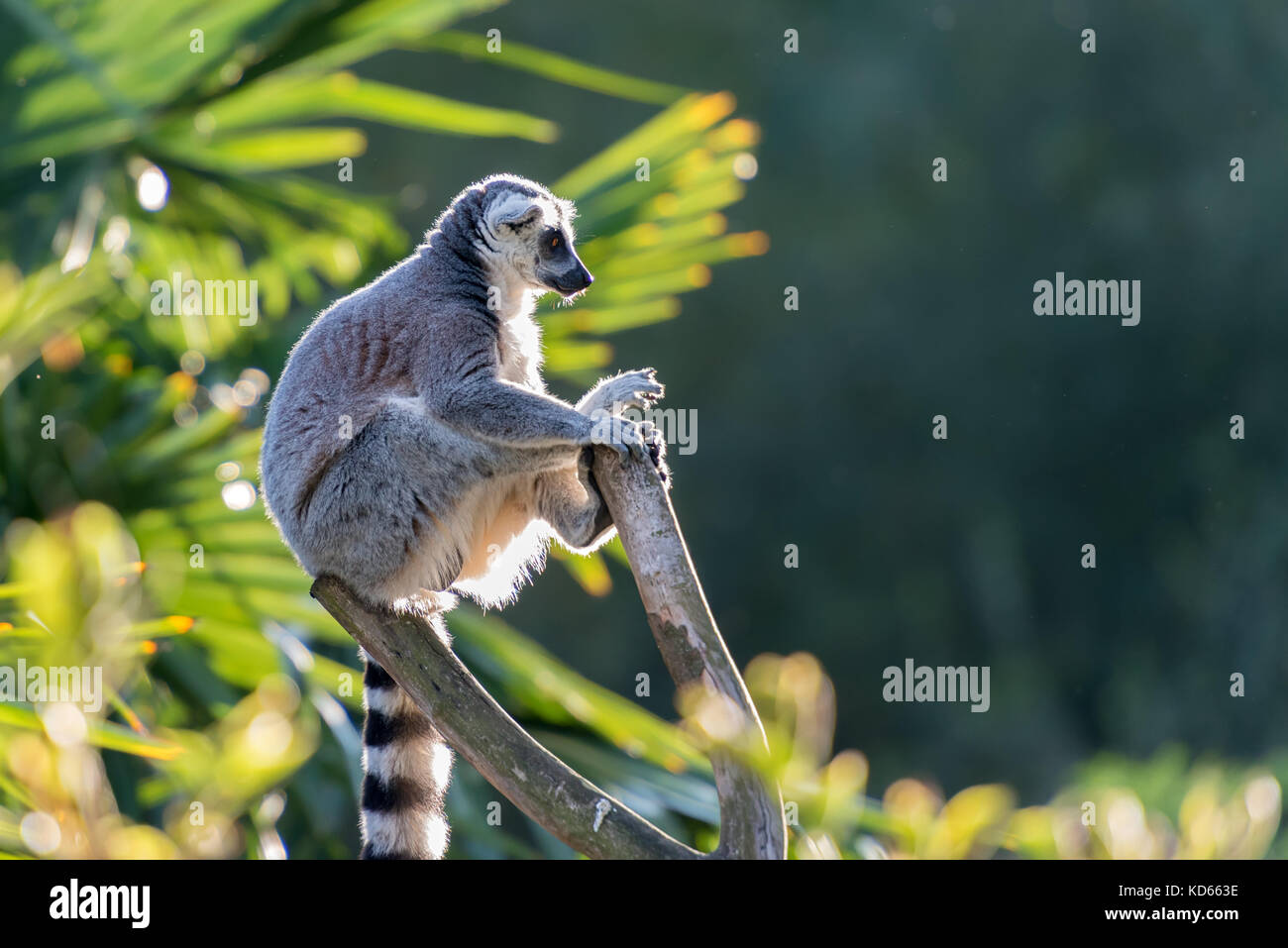 Lemur maki catta of Madagascaer sitted on a tree's branch, backlight ...