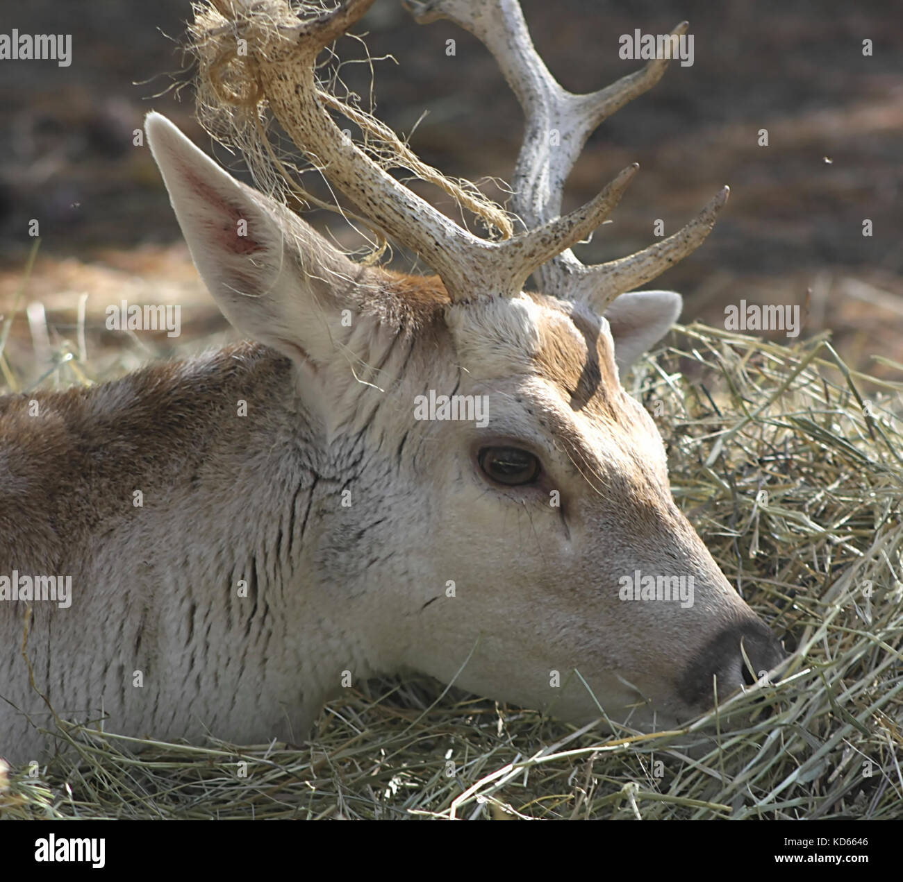 Fallow plants hi-res stock photography and images - Alamy