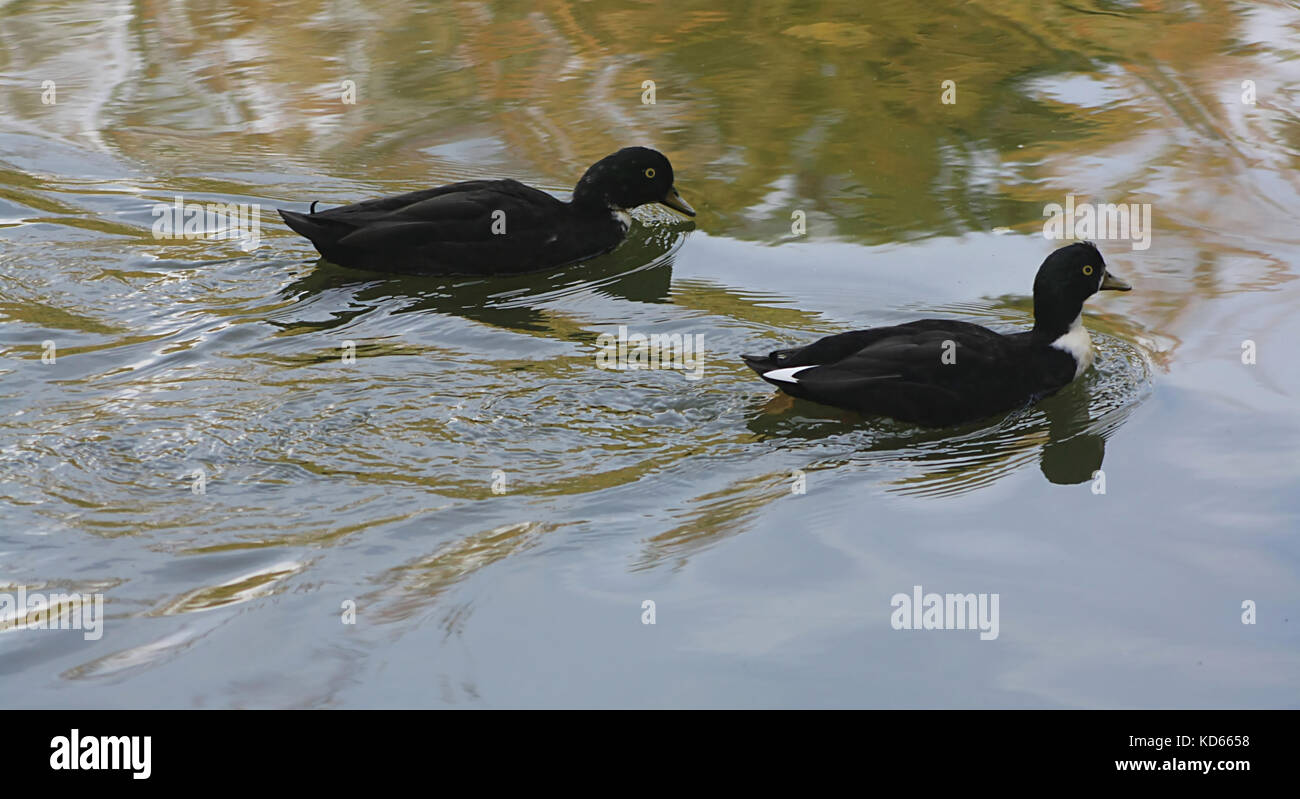 Golden Eye Ducks Stock Photo - Alamy