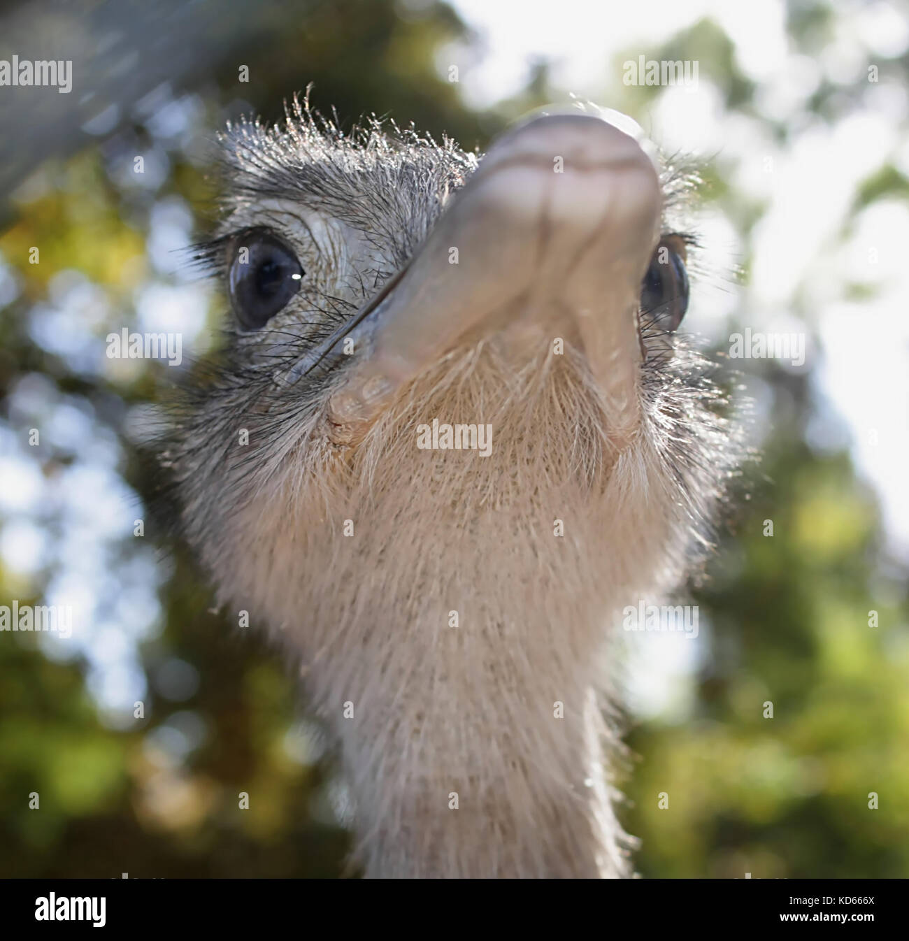 Ostrich Wings High Resolution Stock Photography and Images - Alamy