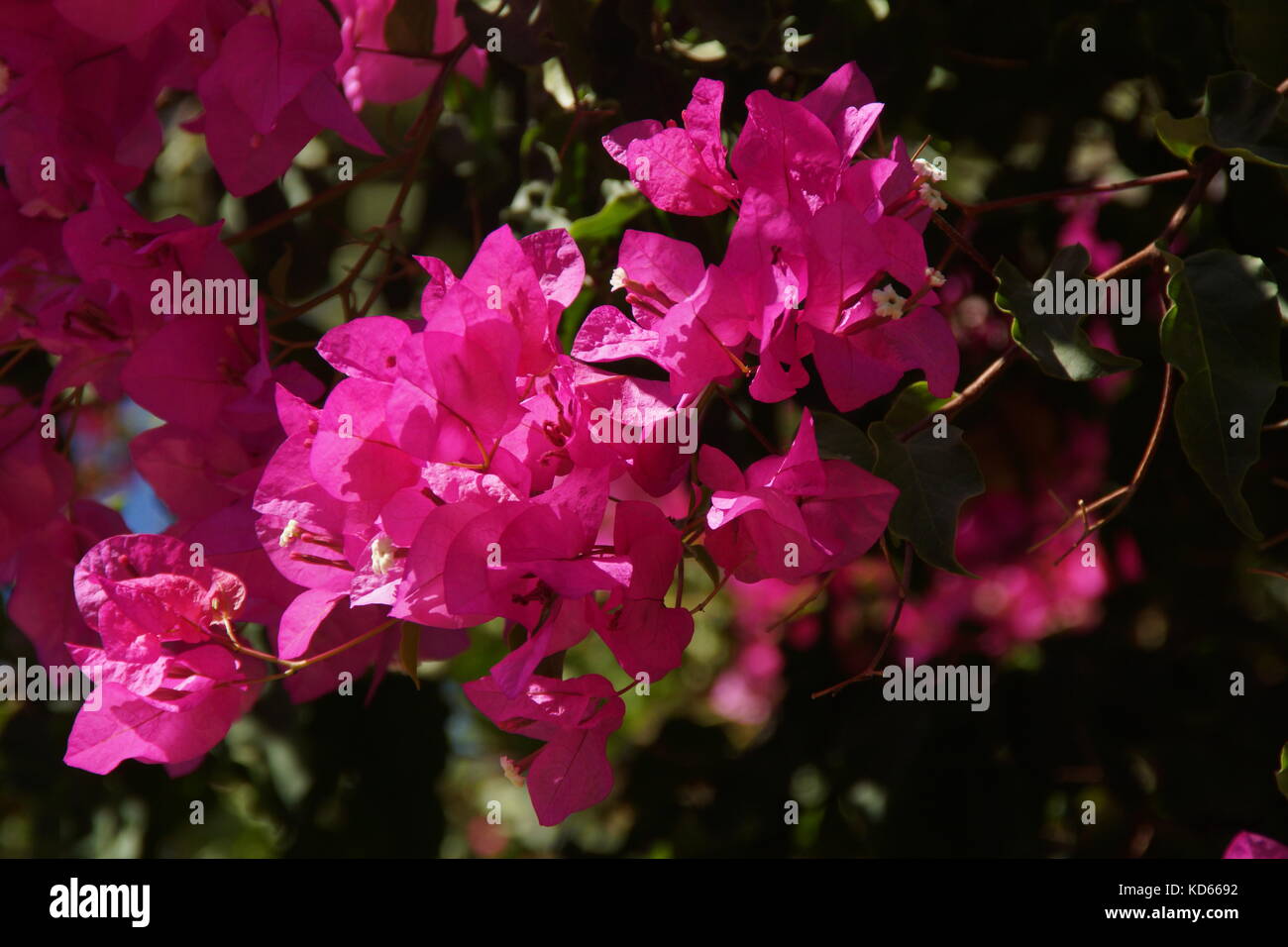 CRETE-GREECE-EXTERIOR-BEAUTY OF NATURE-SENSATIONAL COLORS Stock Photo ...