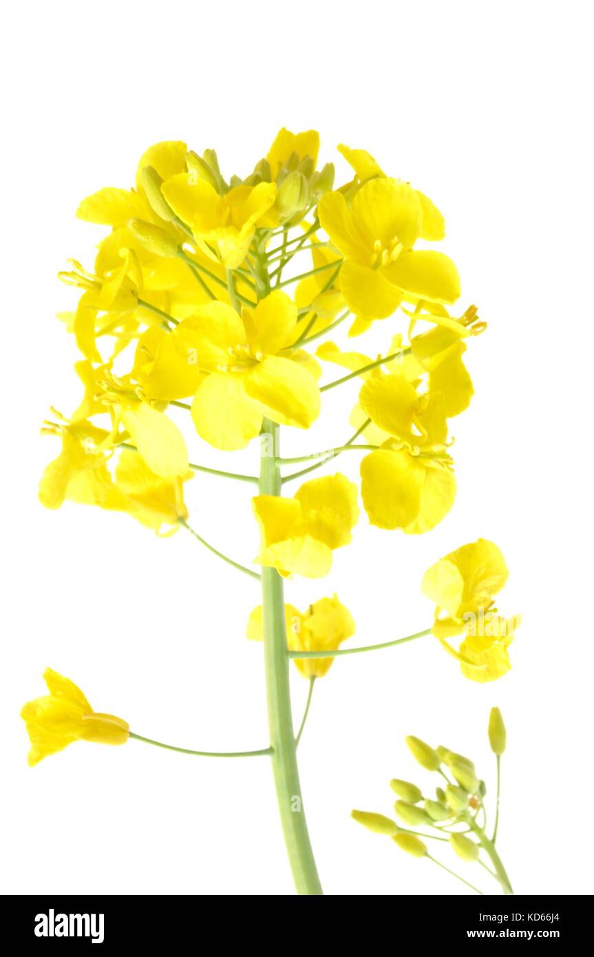 Flower of rape Stock Photo - Alamy