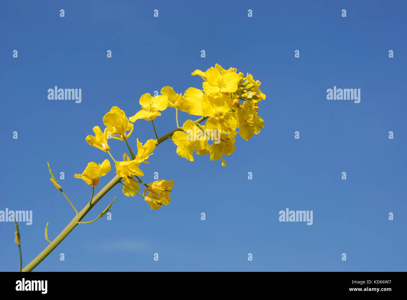 Flower of rape Stock Photo - Alamy