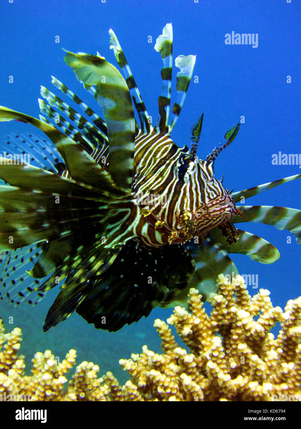 Underwater image of Lionfish with blue water background and white coral ...