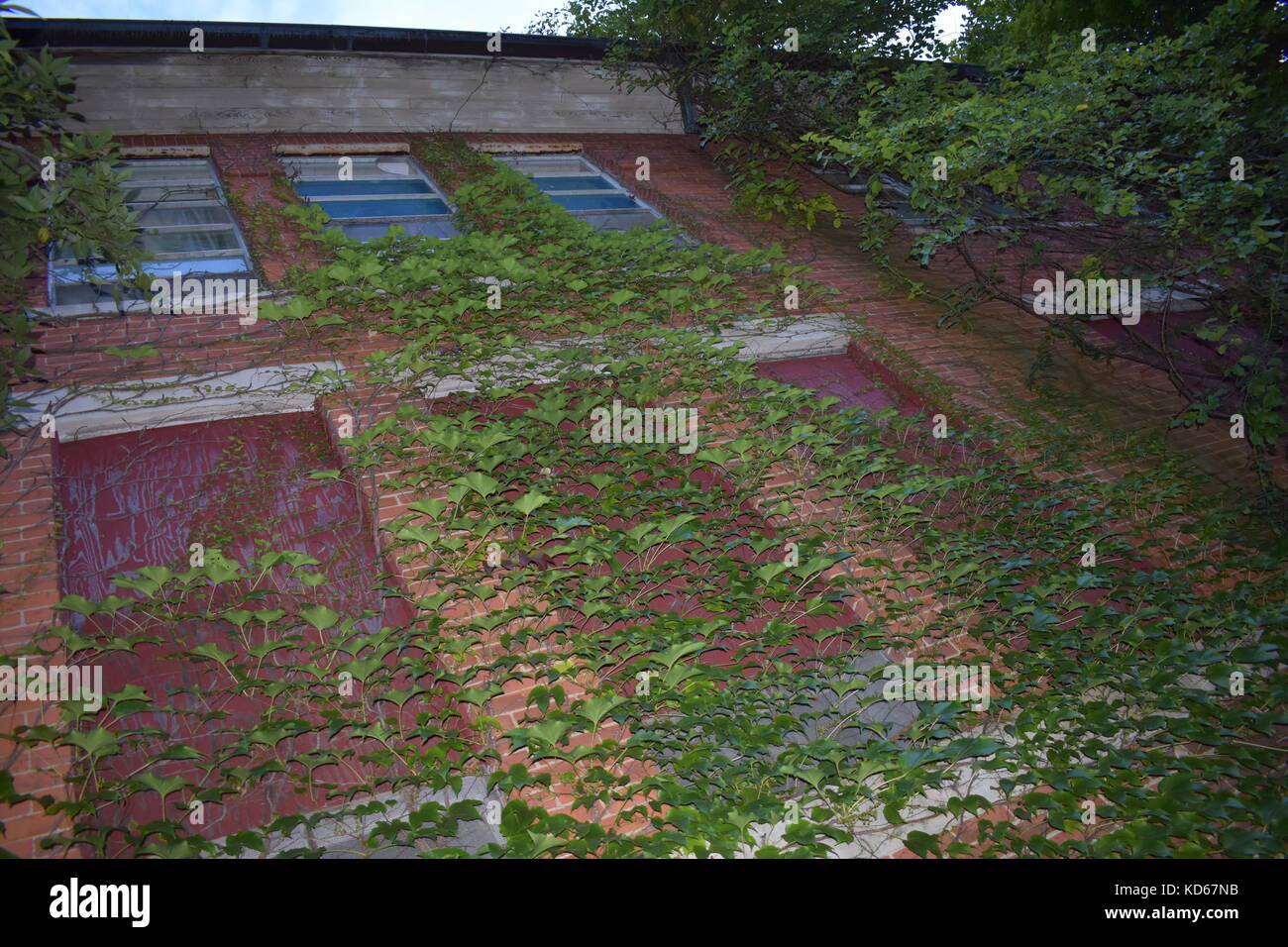 Abandoned old overgrown building Stock Photo - Alamy