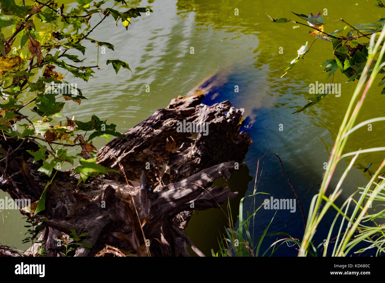 Tree and water Stock Photo - Alamy