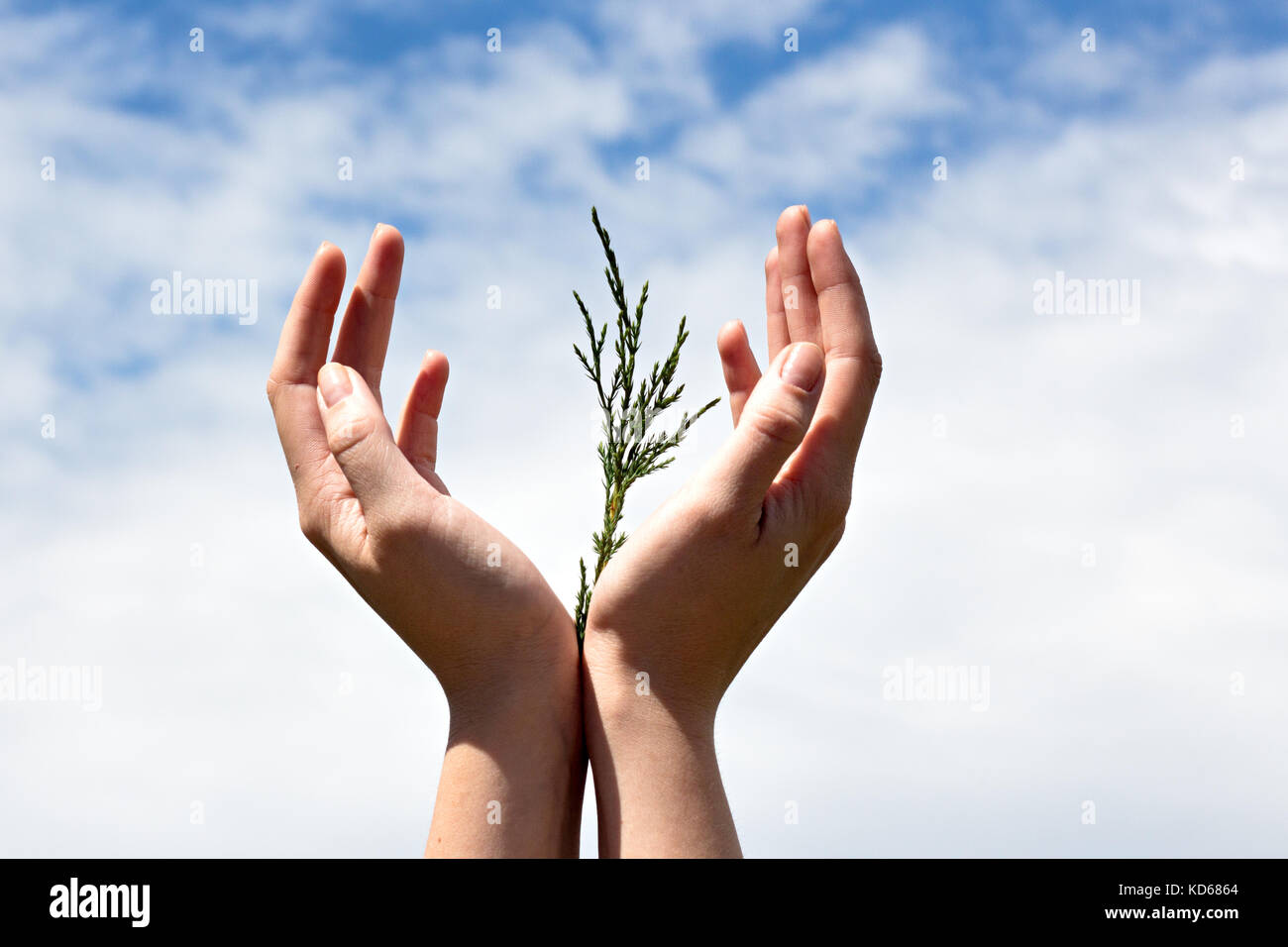 Plant grow in hands Stock Photo - Alamy