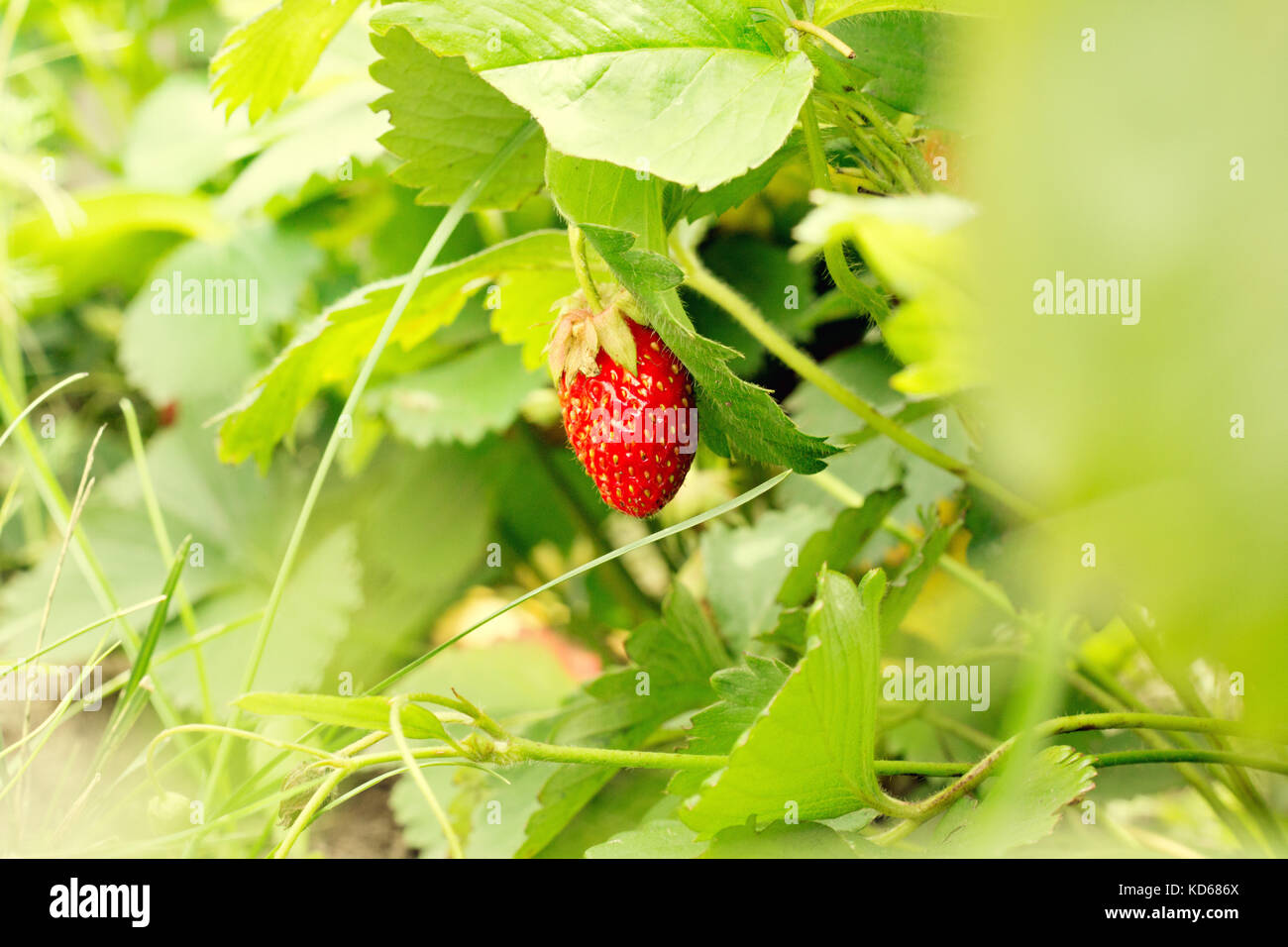 Fresh red strawberry with bush leaves Stock Photo - Alamy
