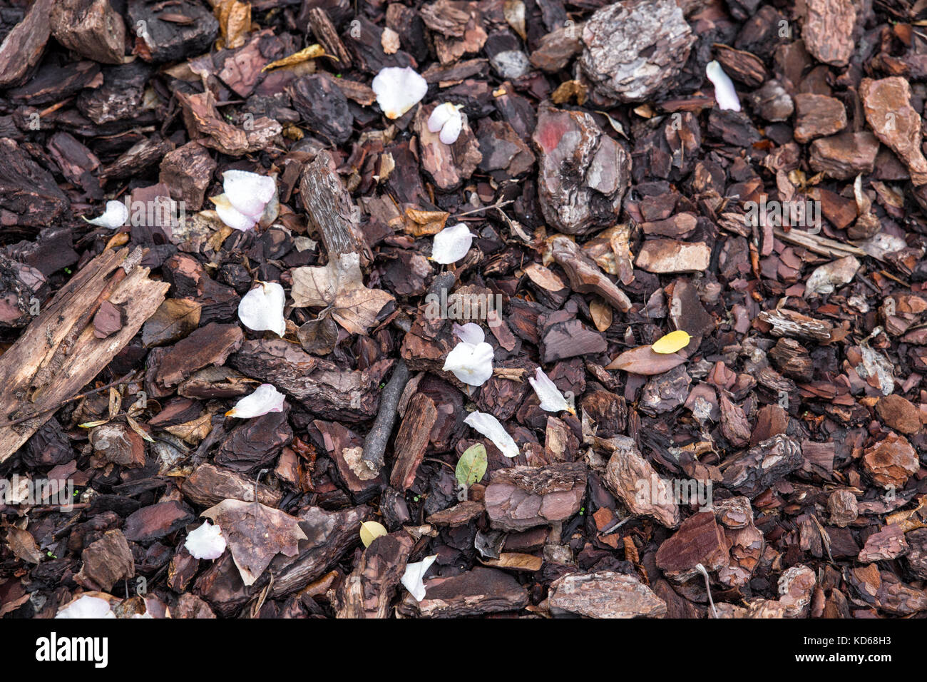 Cork bark pile hi-res stock photography and images - Alamy