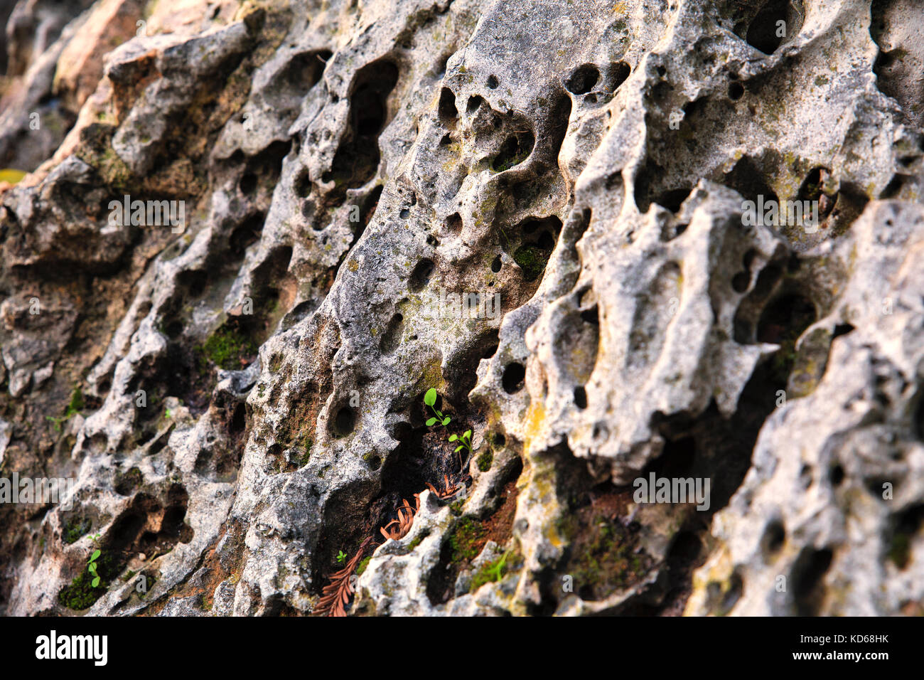 texture of eroded rock with holes outside Stock Photo - Alamy