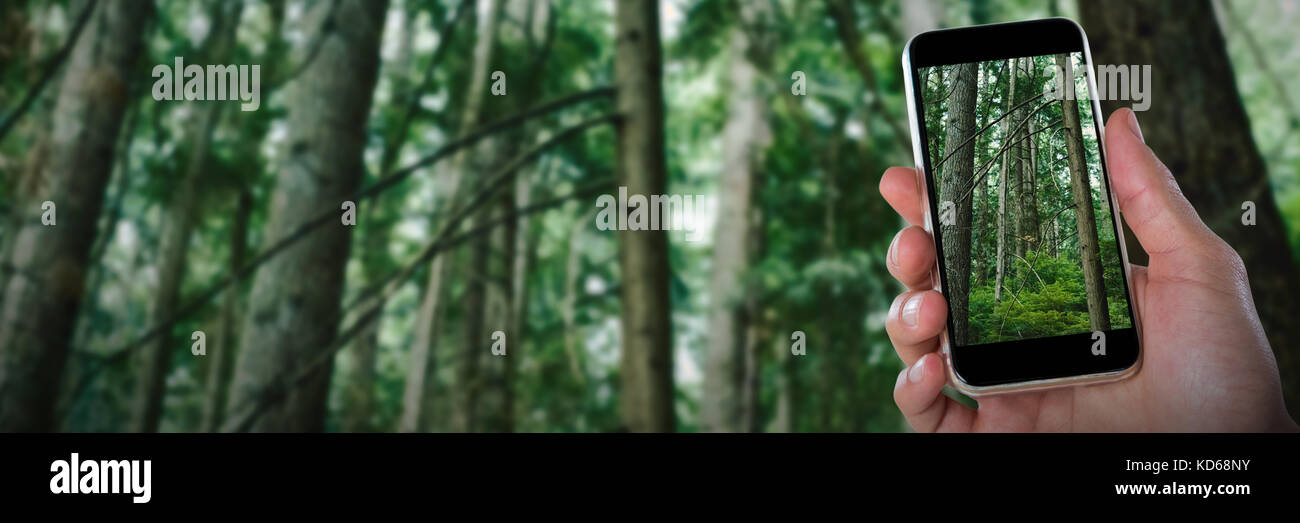 Close-up of hand holding mobile against tall trees in forest Stock ...