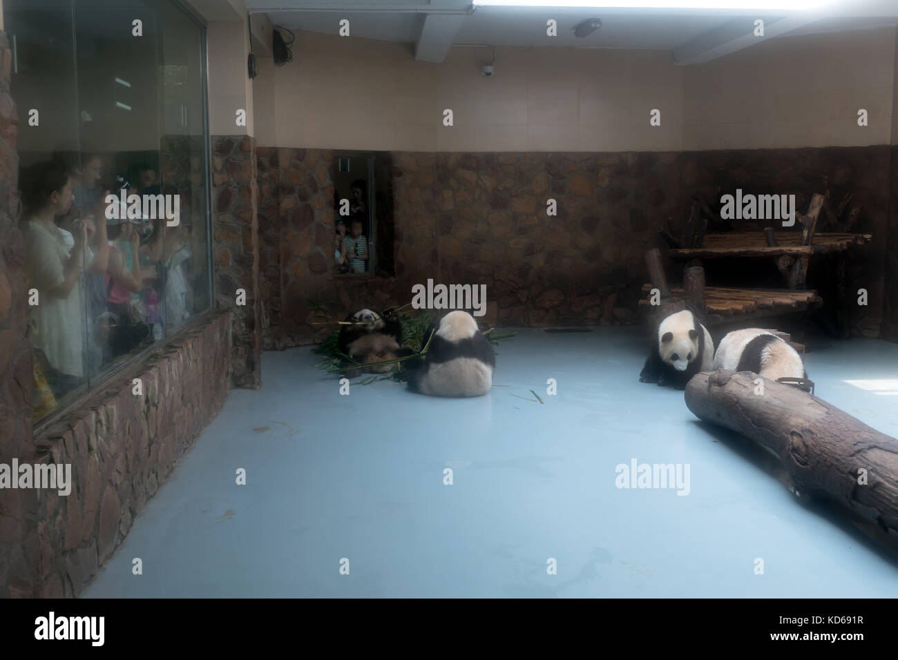 Chengdu Research Base of Giant Panda Breeding, or Panda Base, in ...