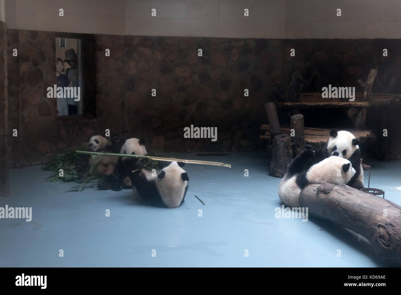 Chengdu Research Base of Giant Panda Breeding, or Panda Base, in ...