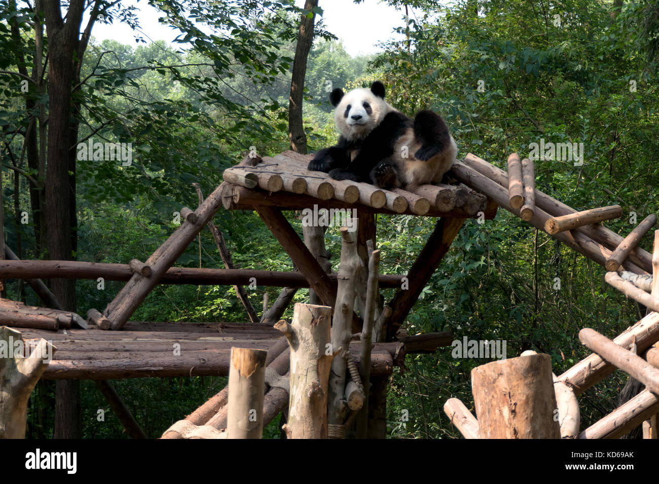 Chengdu Research Base of Giant Panda Breeding, or Panda Base, in ...