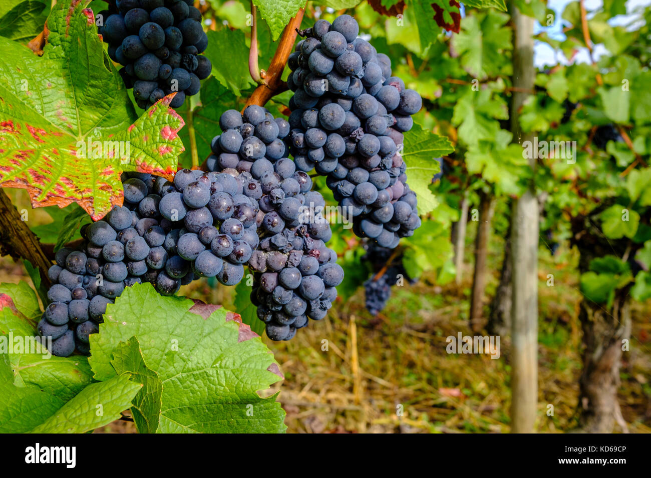 Red Chasla grapes, ripe for the grape harvest in the vineyards ...