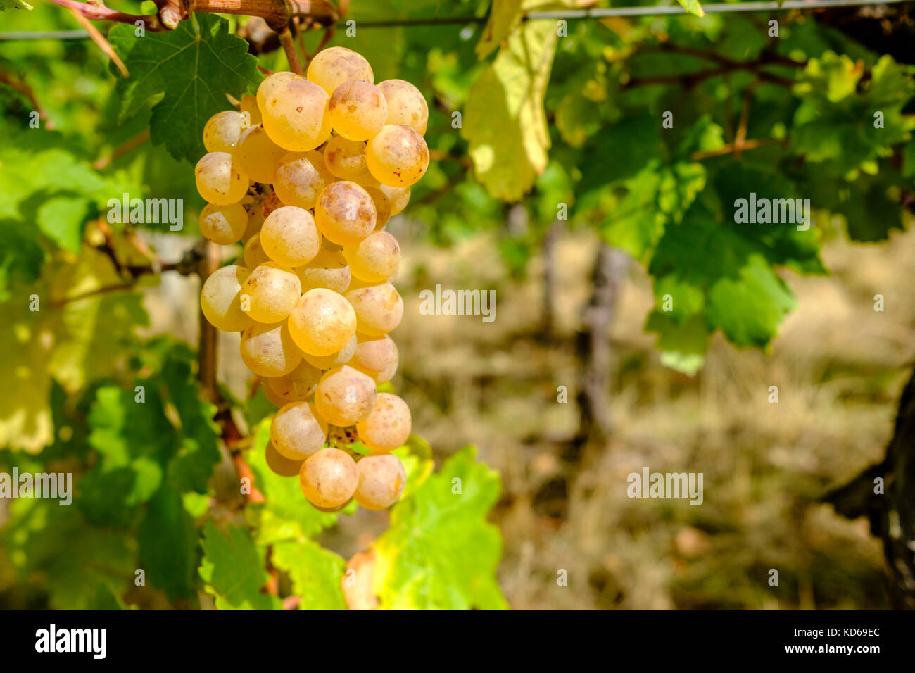 White Chasla grapes, ripe for the grape harvest in the vineyards ...