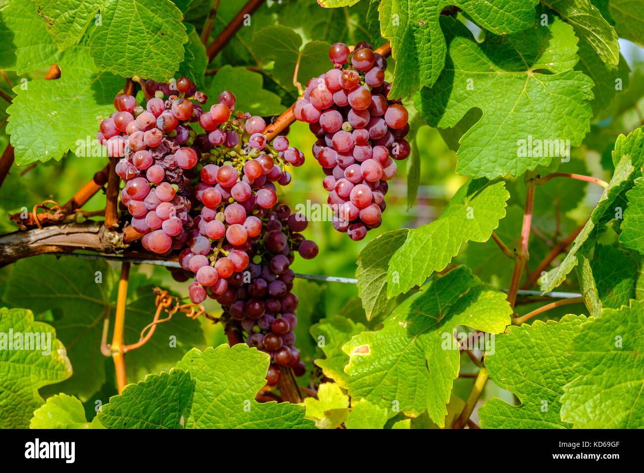 Red Chasla grapes, ripe for the grape harvest in the vineyards ...