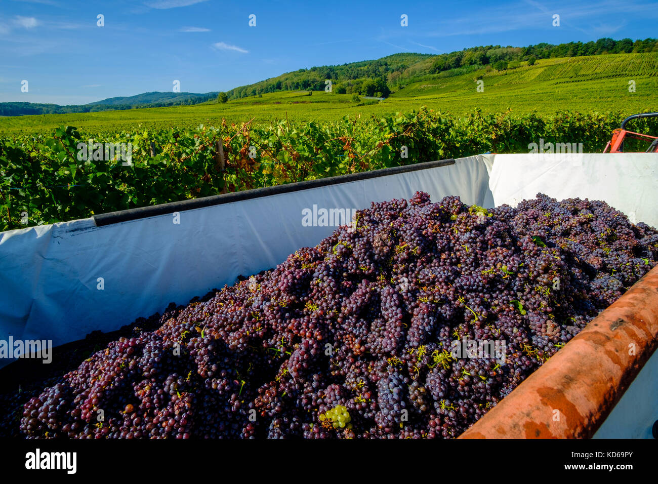 Grape container hi-res stock photography and images - Alamy