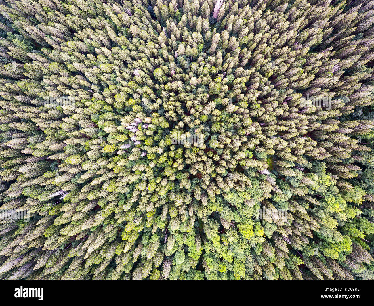 Aerial view conifer forest forest hi-res stock photography and images ...