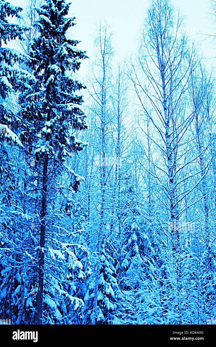 blue background with winter trees at park Stock Photo - Alamy