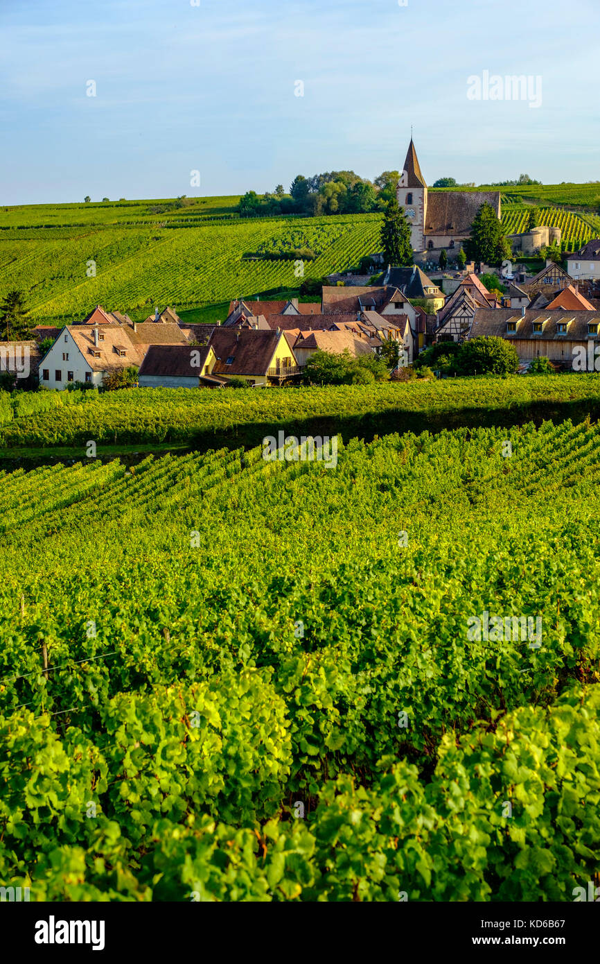 Vineyards are surrounding the historical village at the foot of Alsace ...