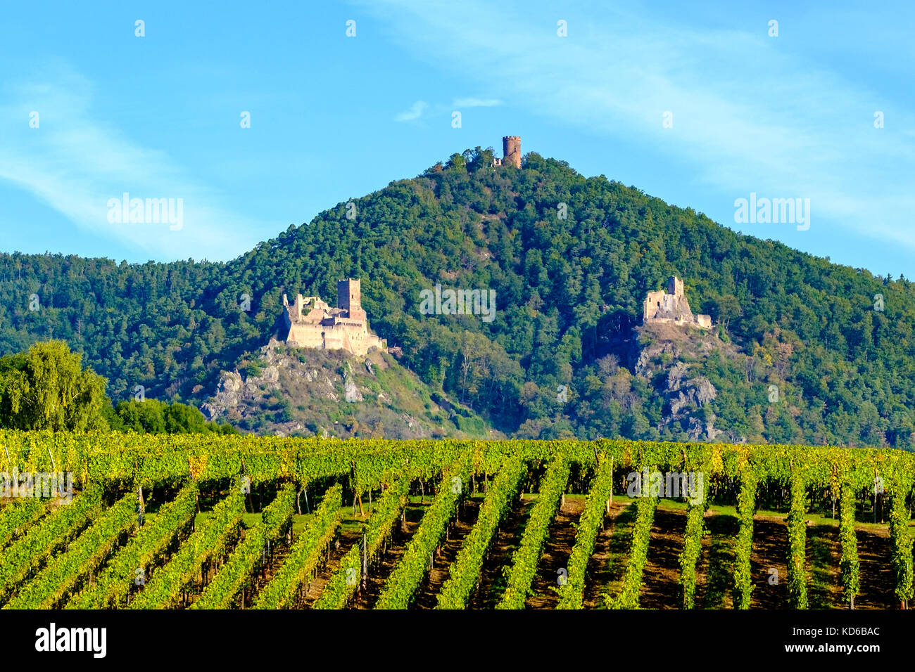 Vineyards are surrounding the historical village at the foot of Alsace ...