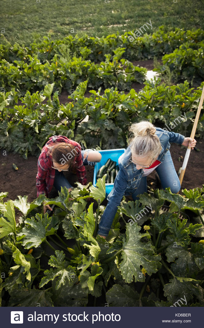 Farm zucchini hi-res stock photography and images - Alamy