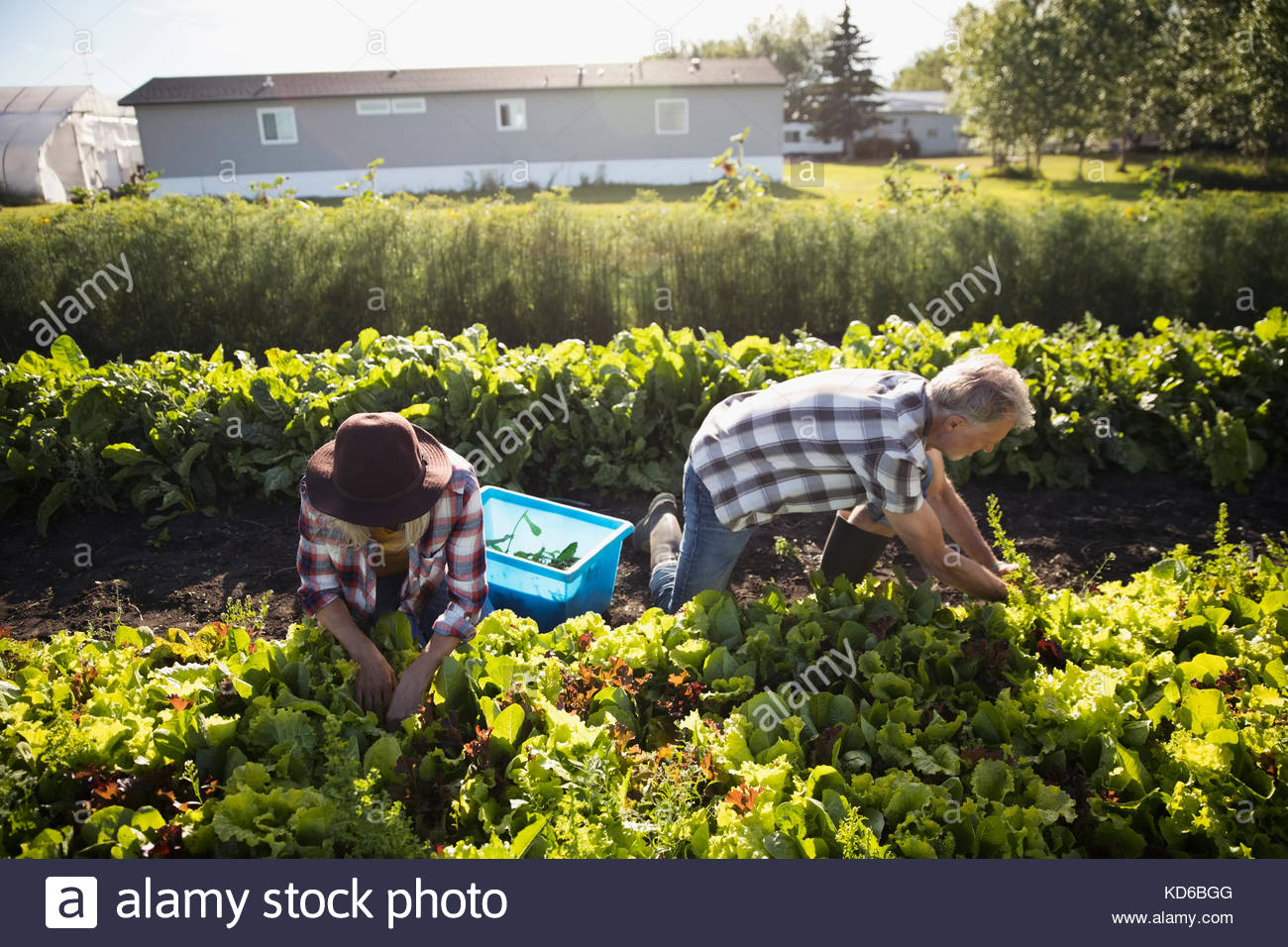 Crop lettuce hi-res stock photography and images - Alamy