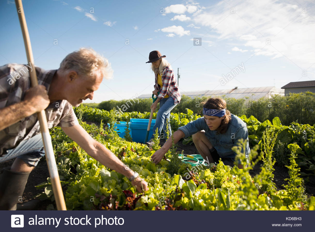Farmers working in vegetable crop on sunny farm Stock Photo - Alamy