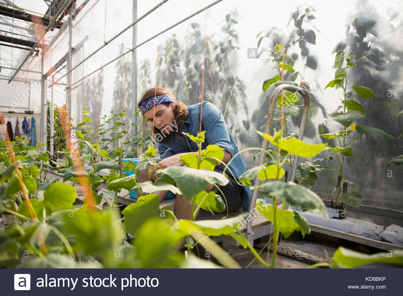 Man inspecting plants in nursery hi-res stock photography and images ...