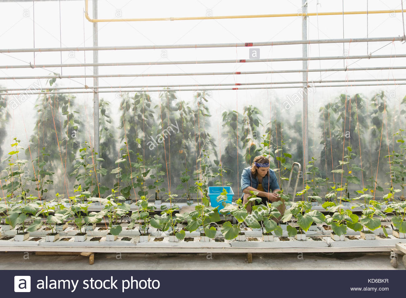 Man inspecting plants in nursery hi-res stock photography and images ...