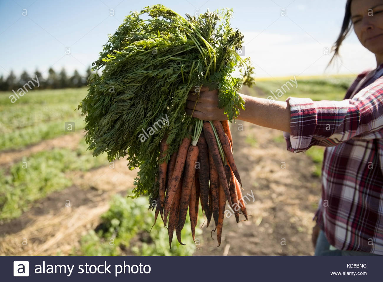 Carrot farm hi-res stock photography and images - Alamy