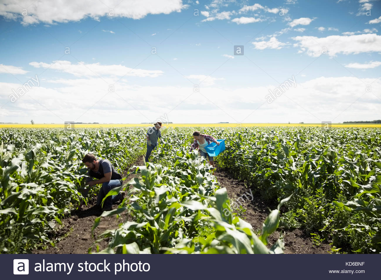 Farmer harvesting corn hi-res stock photography and images - Alamy