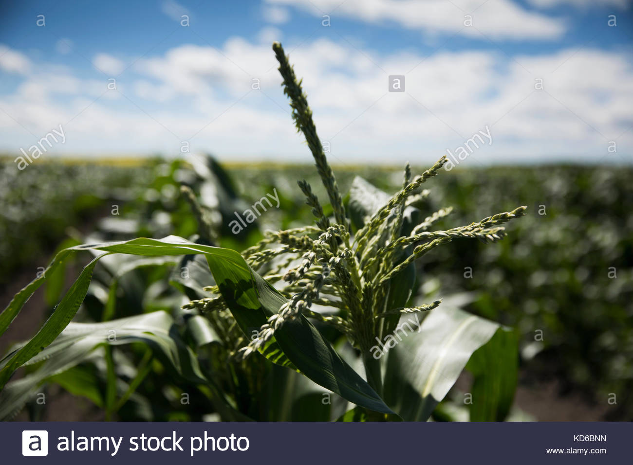 Corn plant hi-res stock photography and images - Alamy