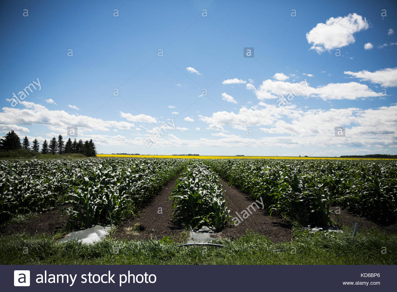 Growing sunny hi-res stock photography and images - Alamy