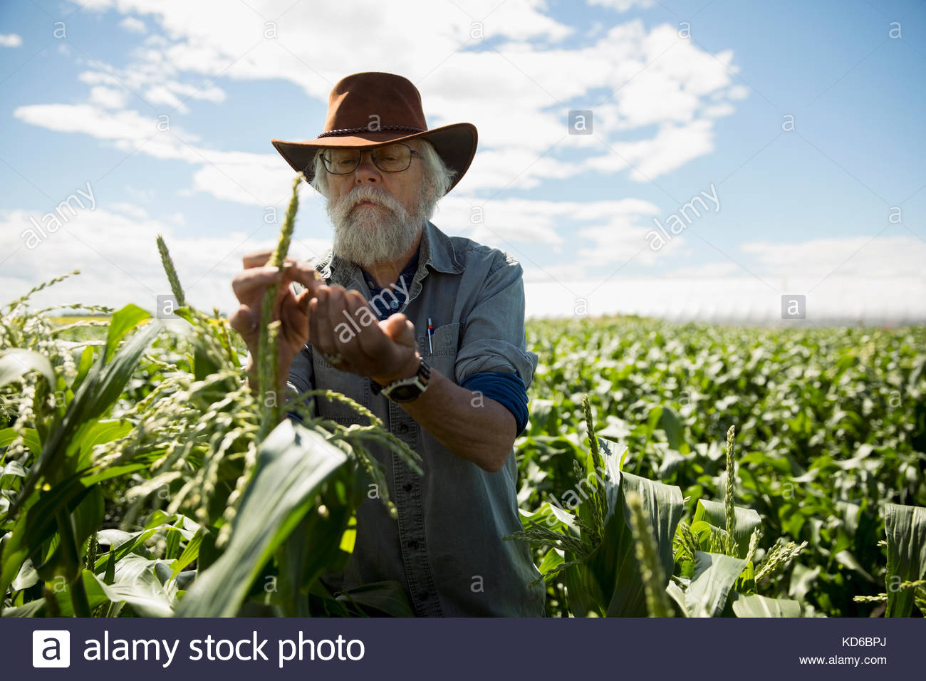 Farmer on corn farm hi-res stock photography and images - Alamy