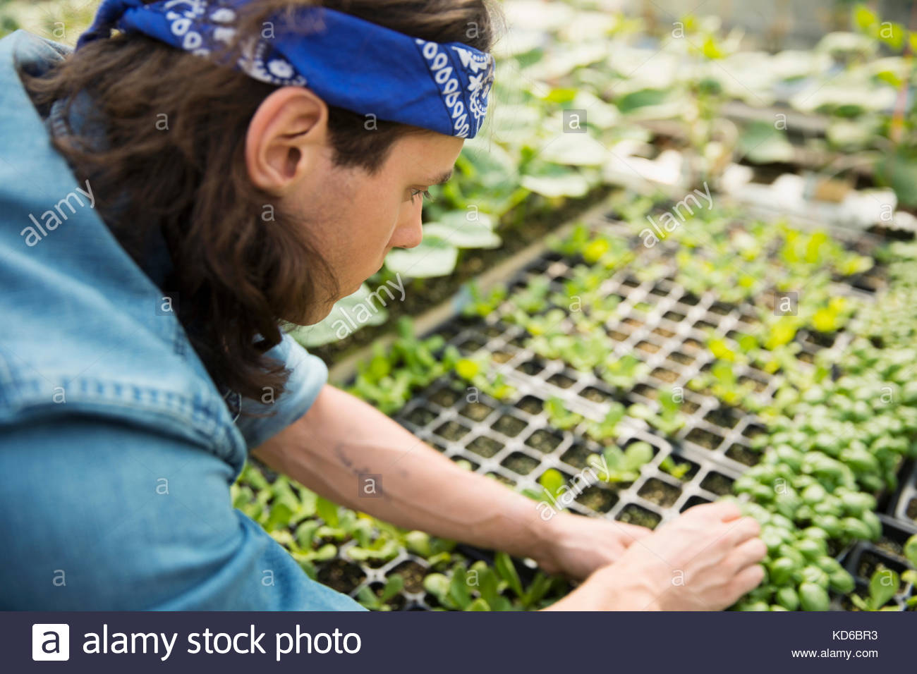 Sapling tray hi-res stock photography and images - Alamy