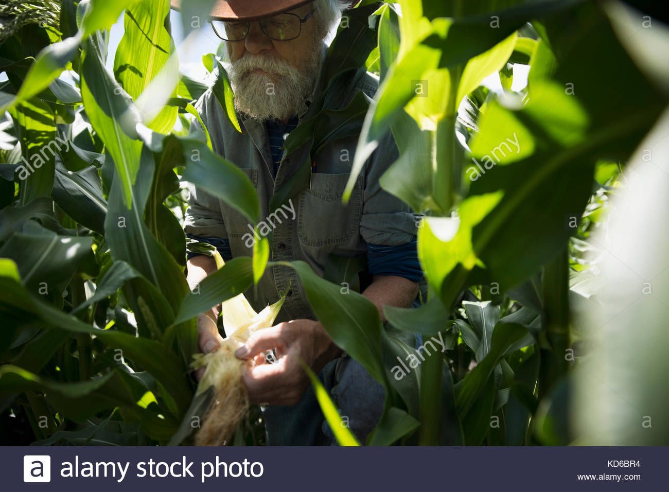 Farmer inspecting crop hi-res stock photography and images - Alamy