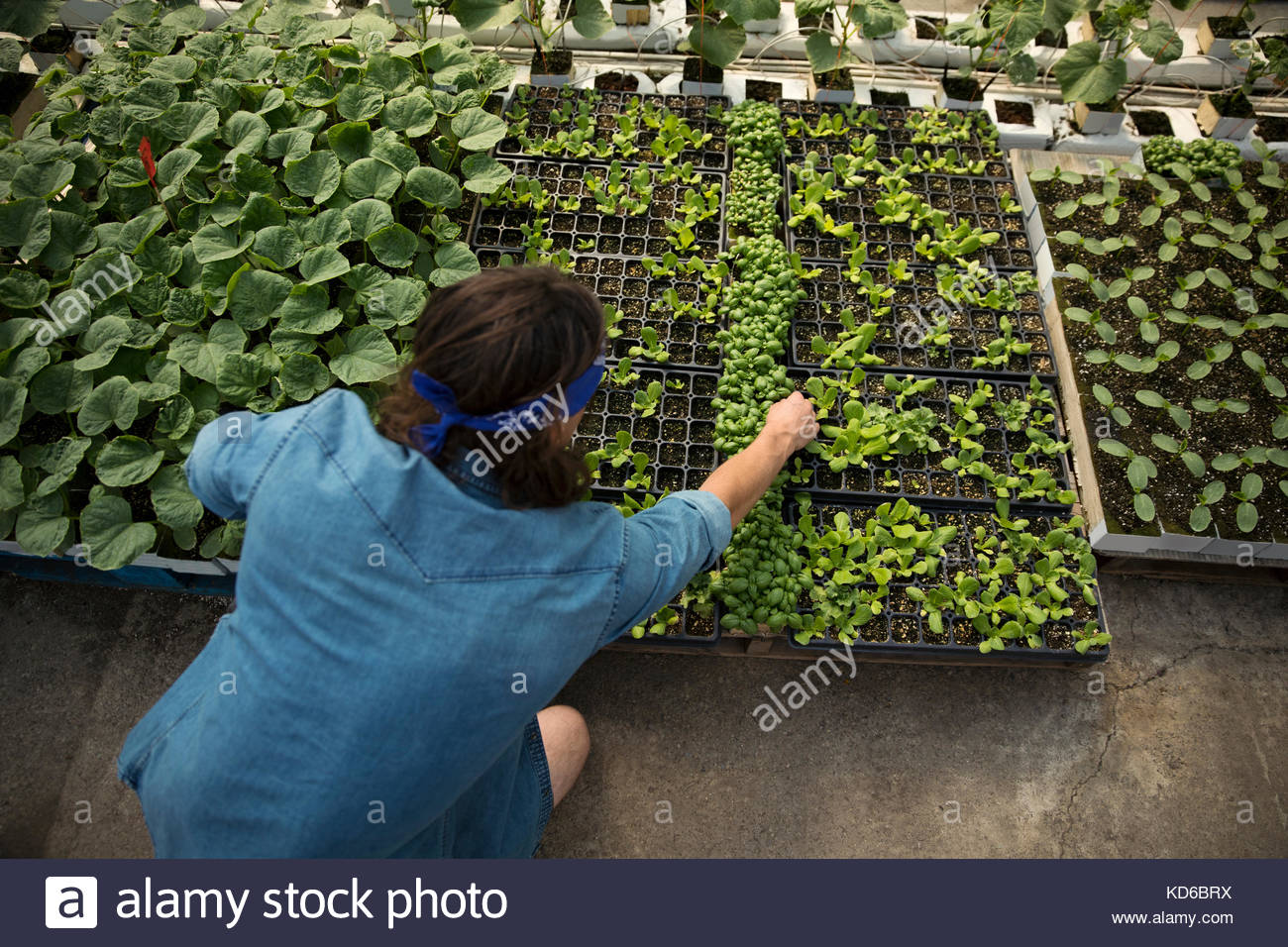 Sapling seedling trays hi-res stock photography and images - Alamy