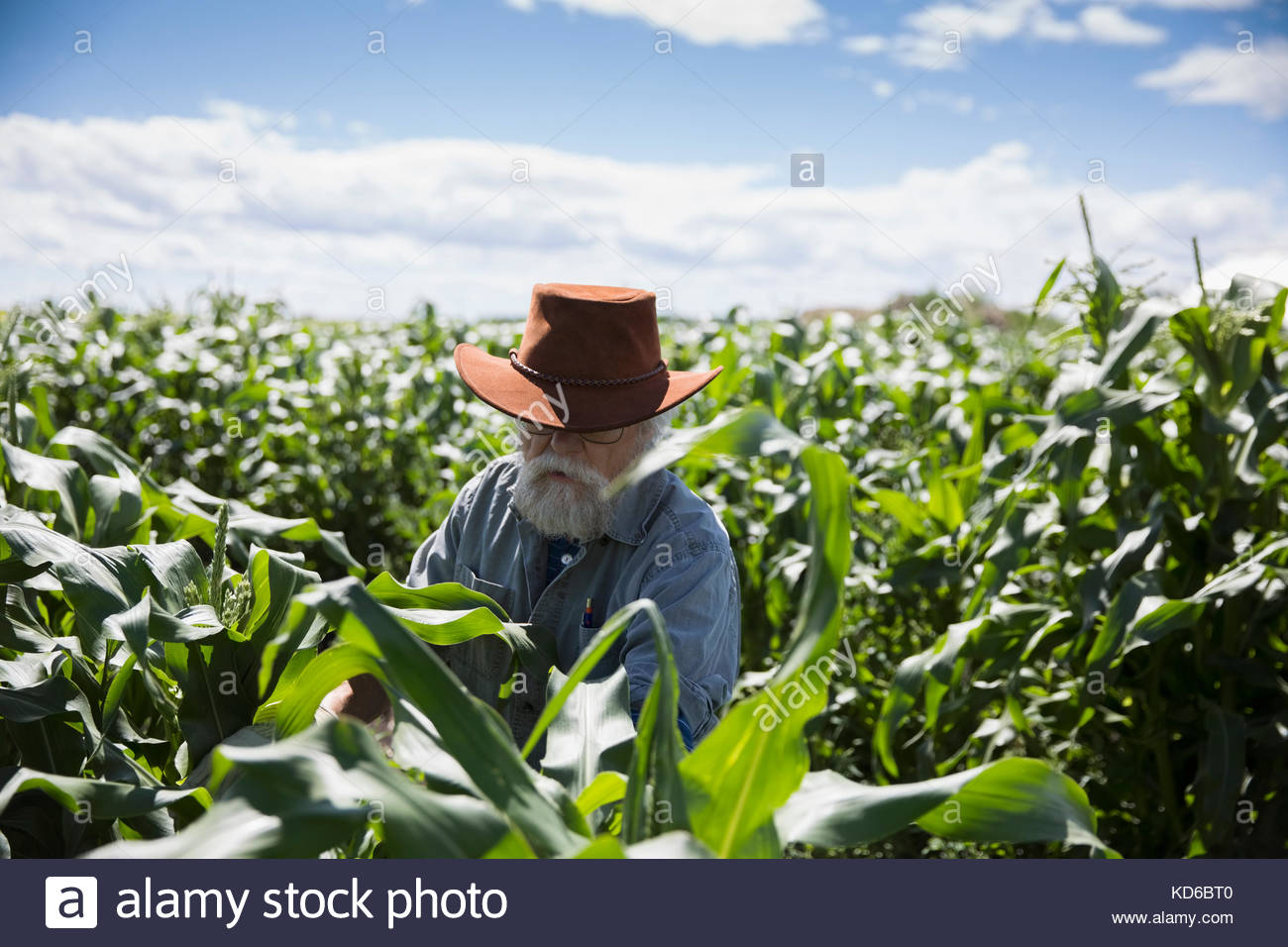 Farmer with his corn hi-res stock photography and images - Alamy