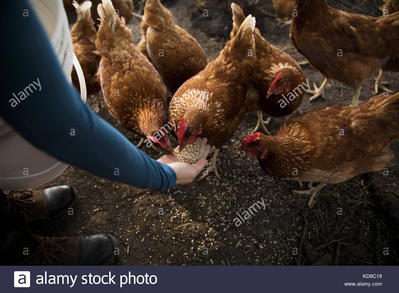 Farmer feeding chickens hi-res stock photography and images - Alamy