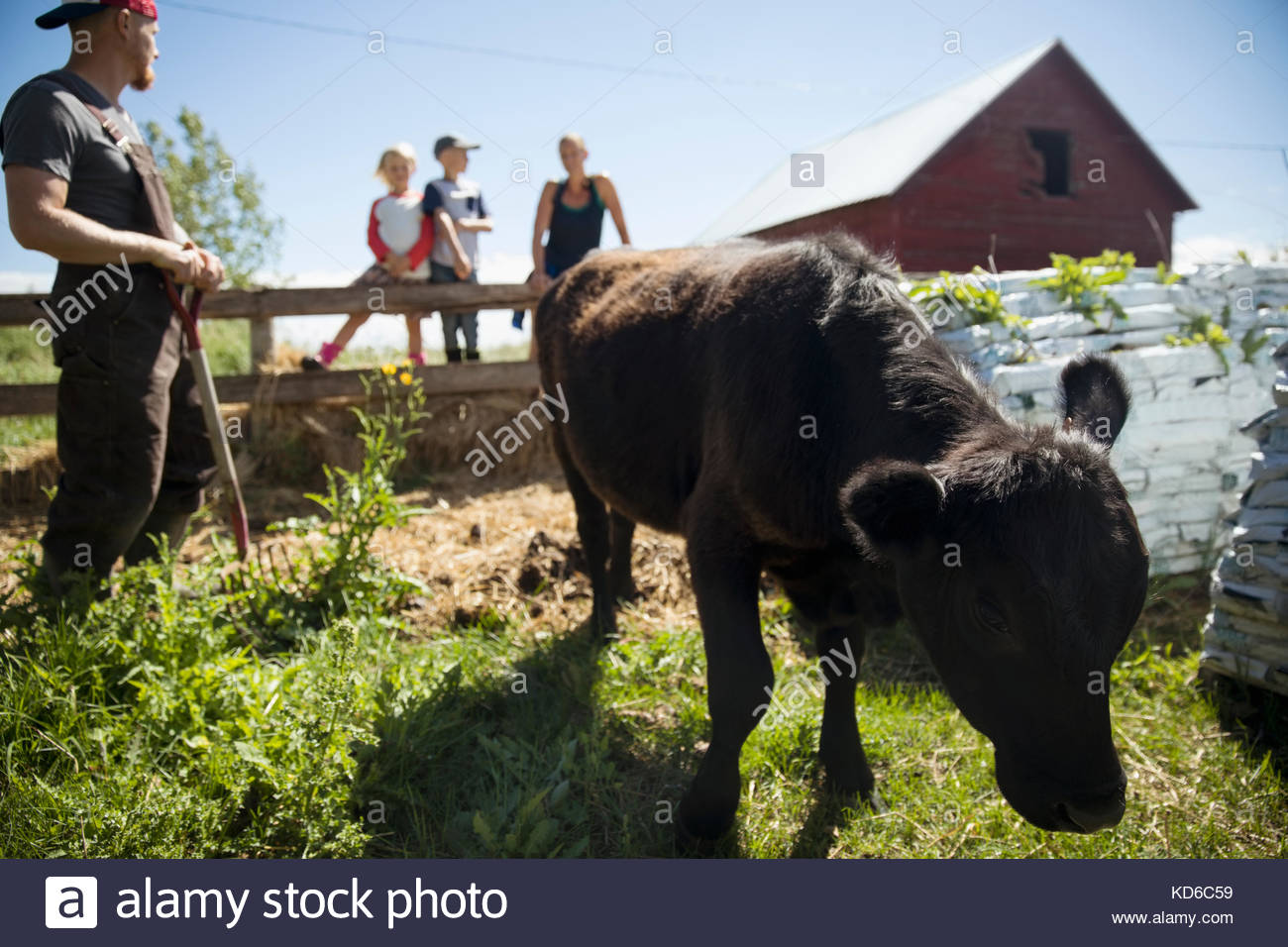 Farmer Girl Cow Stock Photos & Farmer Girl Cow Stock Images - Alamy