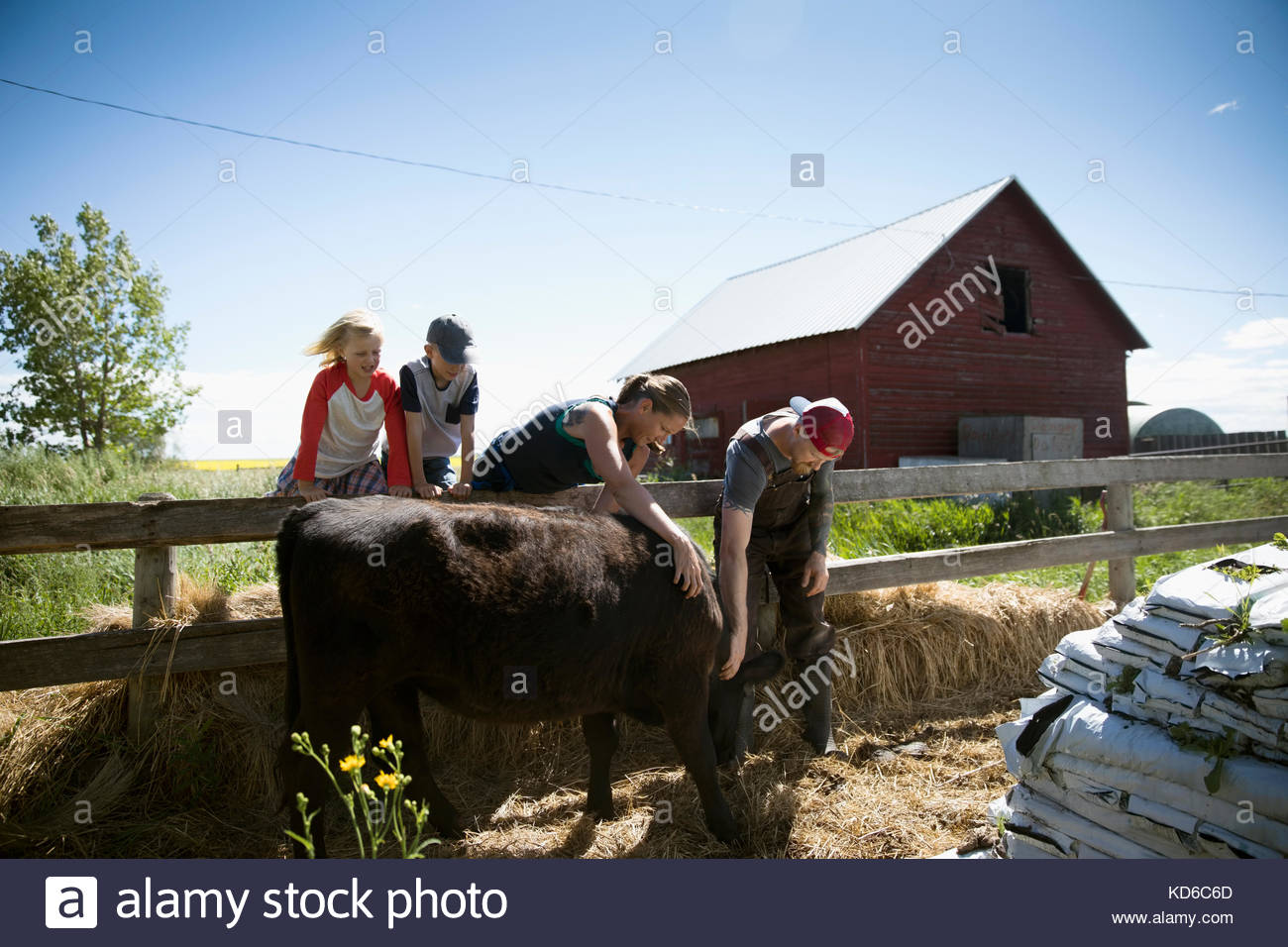 Farmer touching cow hi-res stock photography and images - Alamy