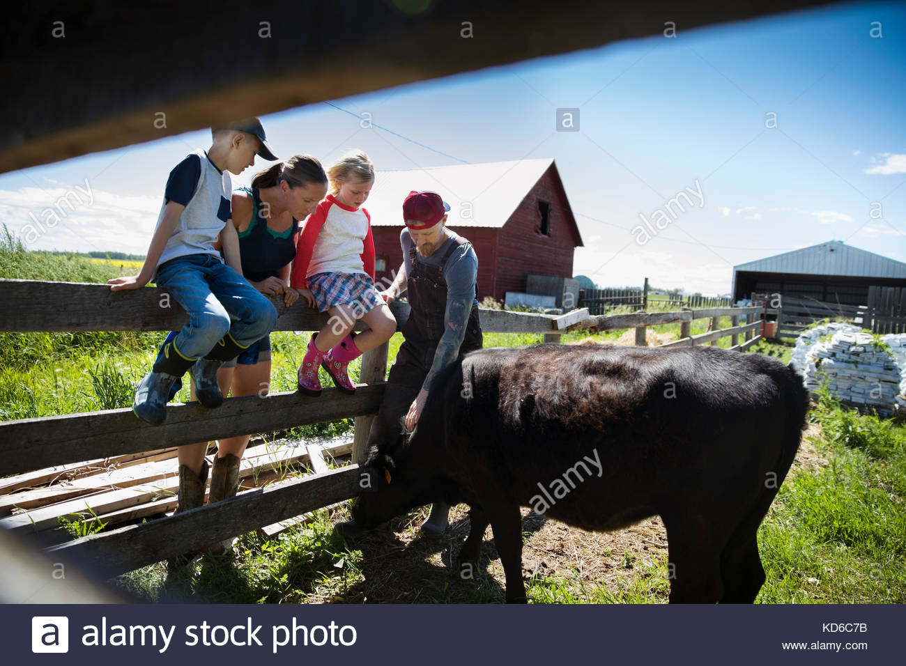 Farmer touching cow hi-res stock photography and images - Alamy