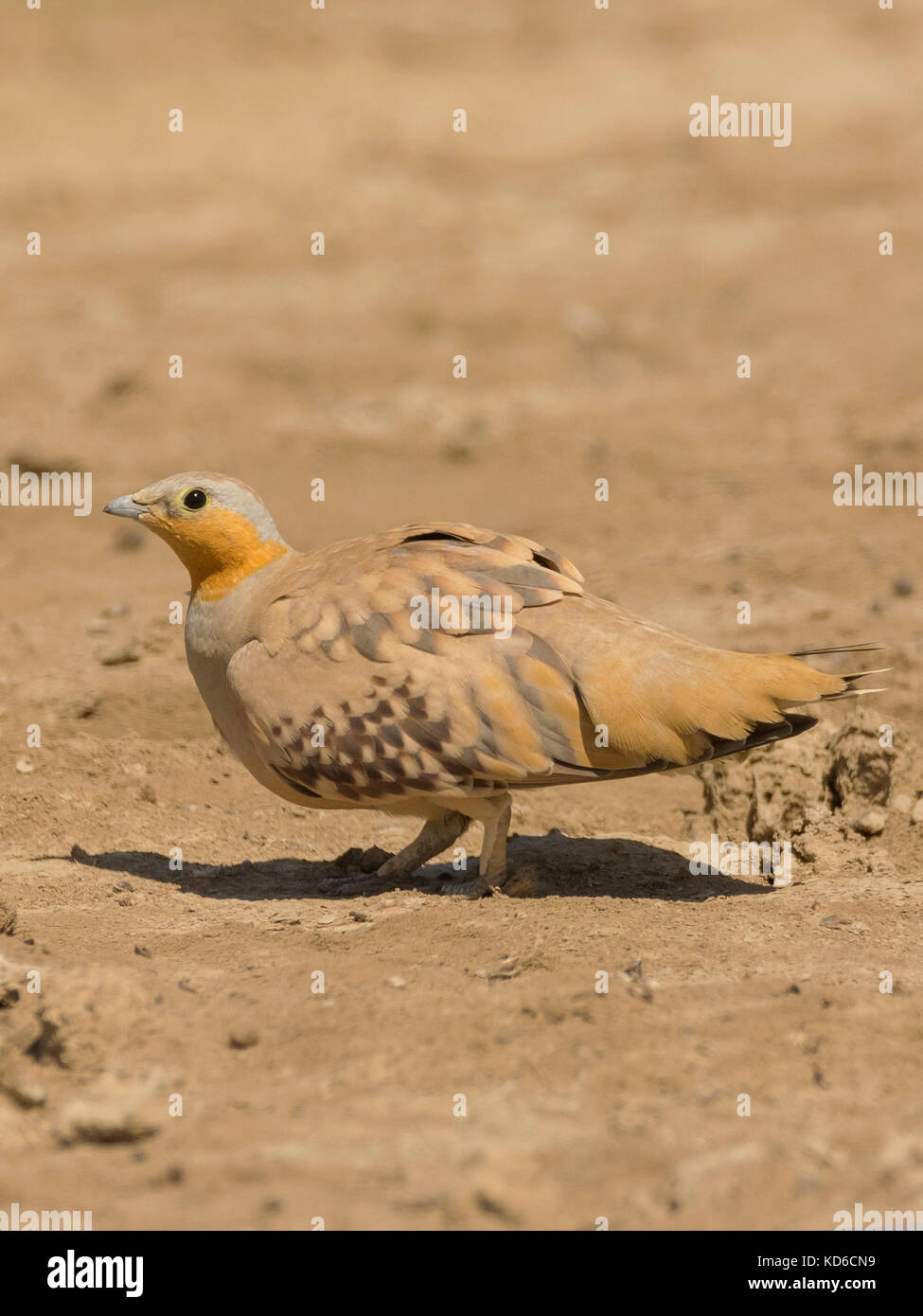 Male Spotted Sandgrouse (Pterocles senegallus) at Greater Rann of Kutch ...