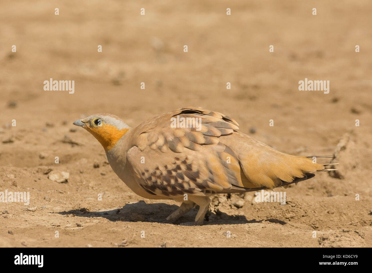 Male Spotted Sandgrouse (Pterocles senegallus) at Greater Rann of Kutch ...