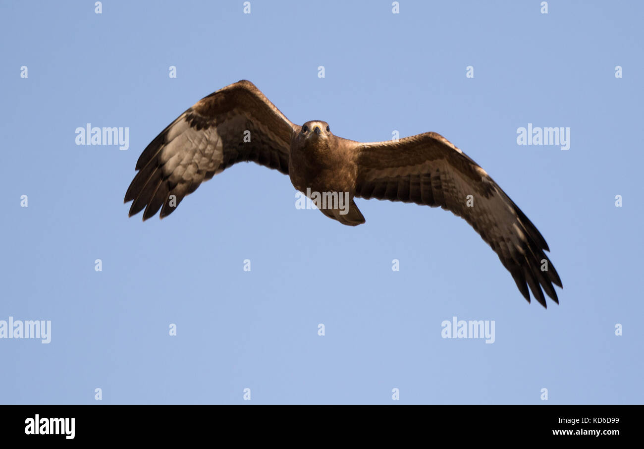 Juvenile honey buzzard in flight Stock Photo - Alamy