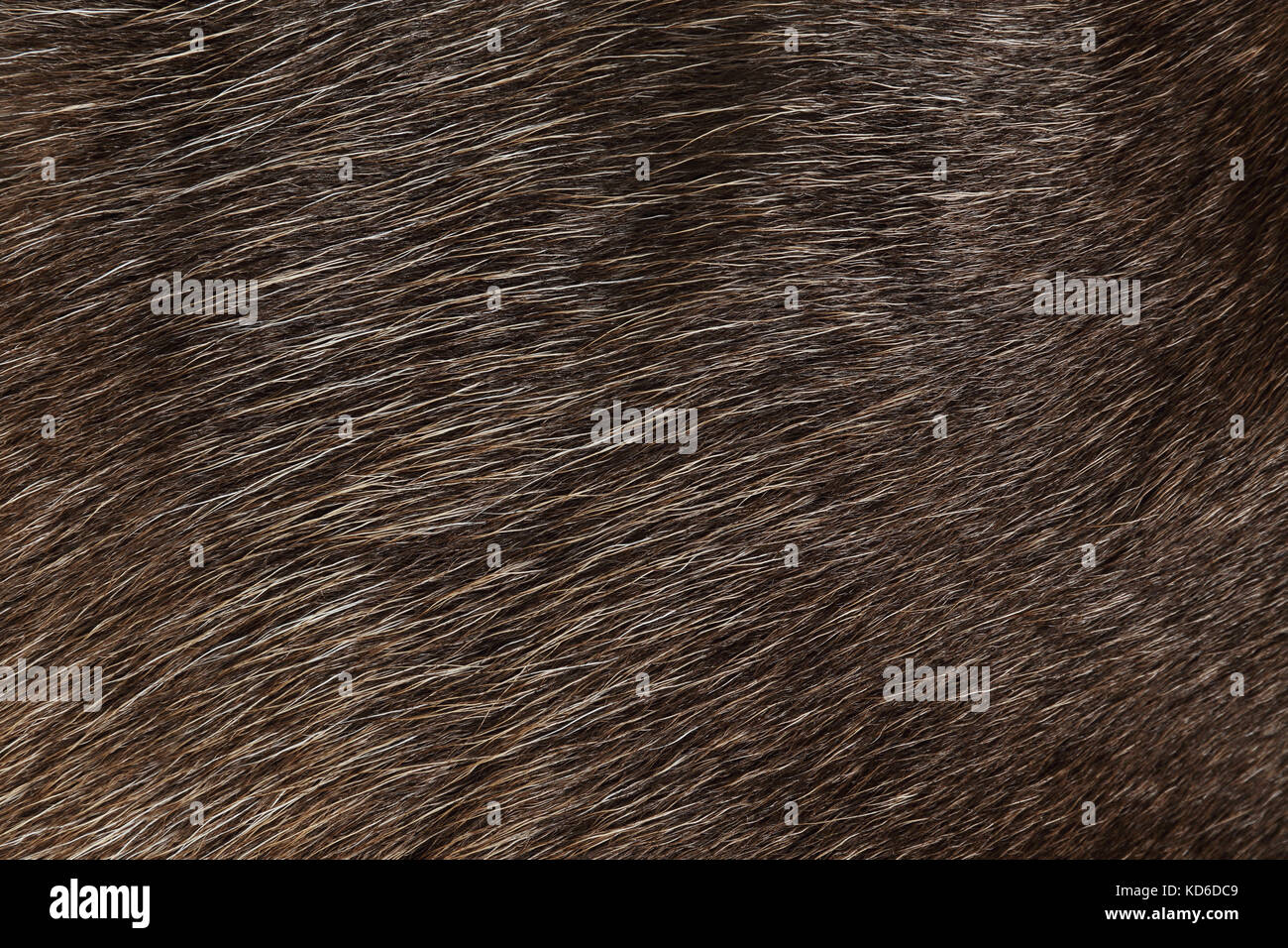 Reindeer fur, close up background Stock Photo - Alamy
